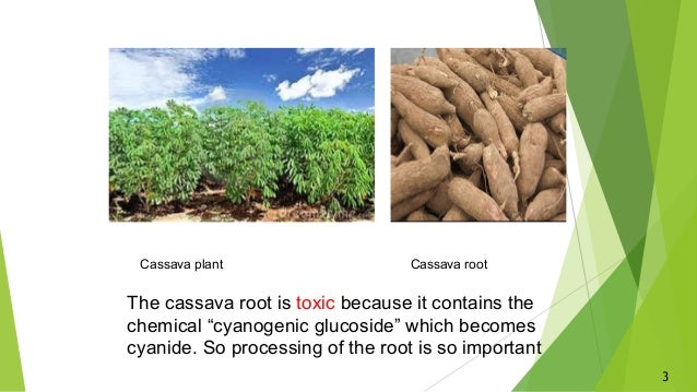 Cassava biofuel