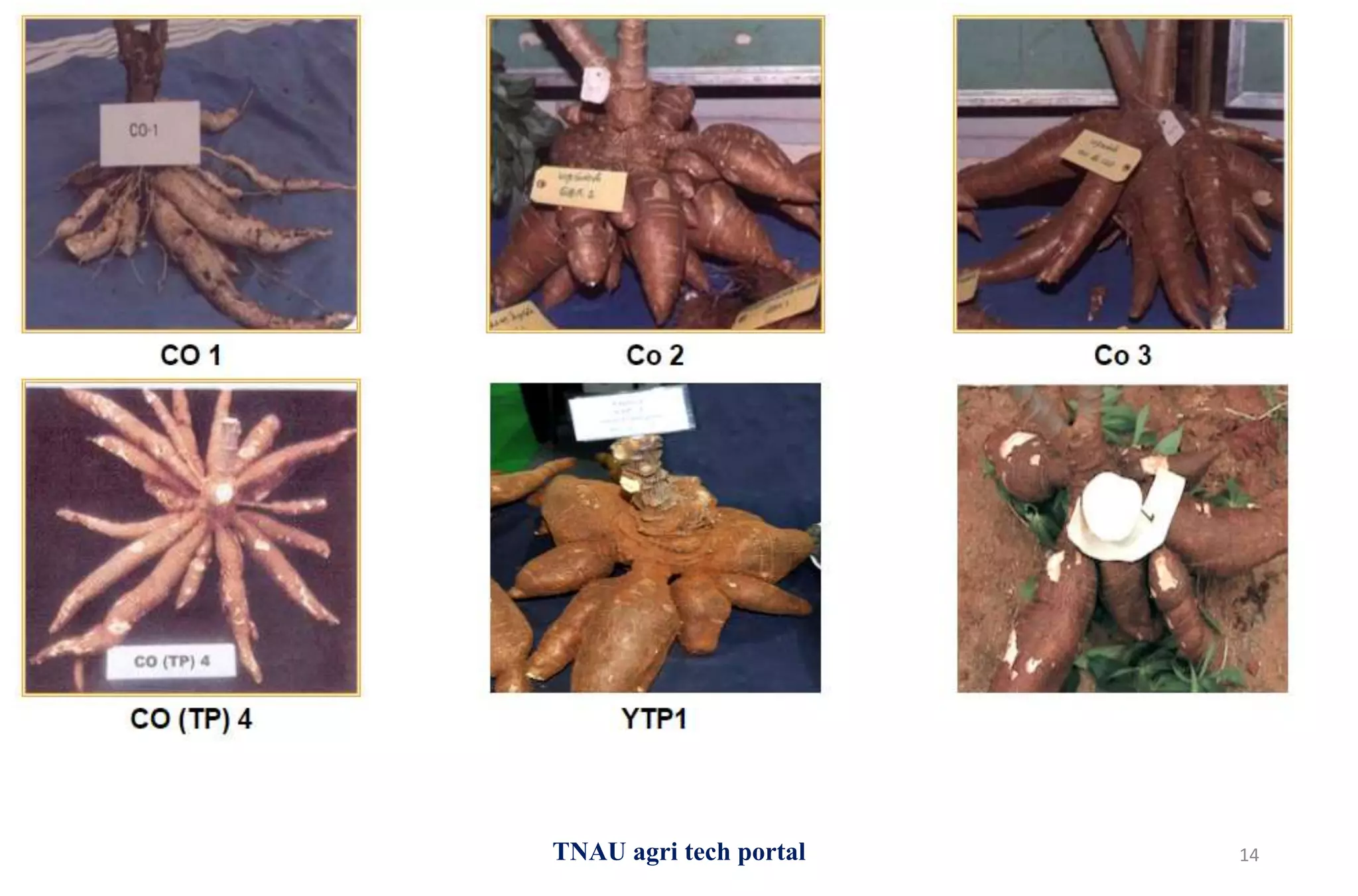 Cassava, tapioca production technology pest and disease, varieties ...