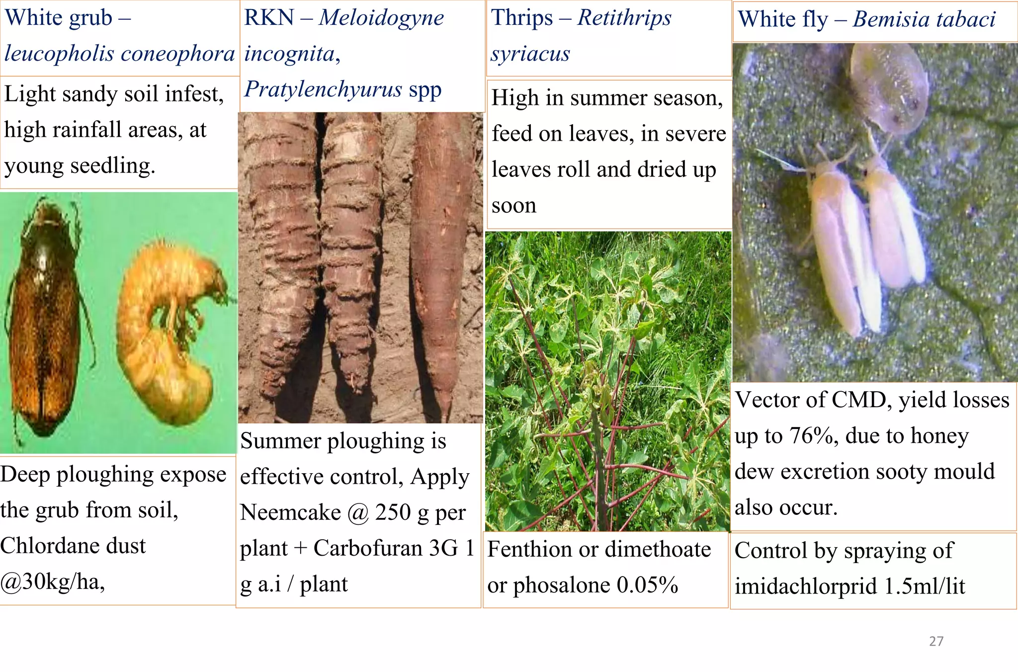 Cassava, tapioca production technology pest and disease, varieties ...