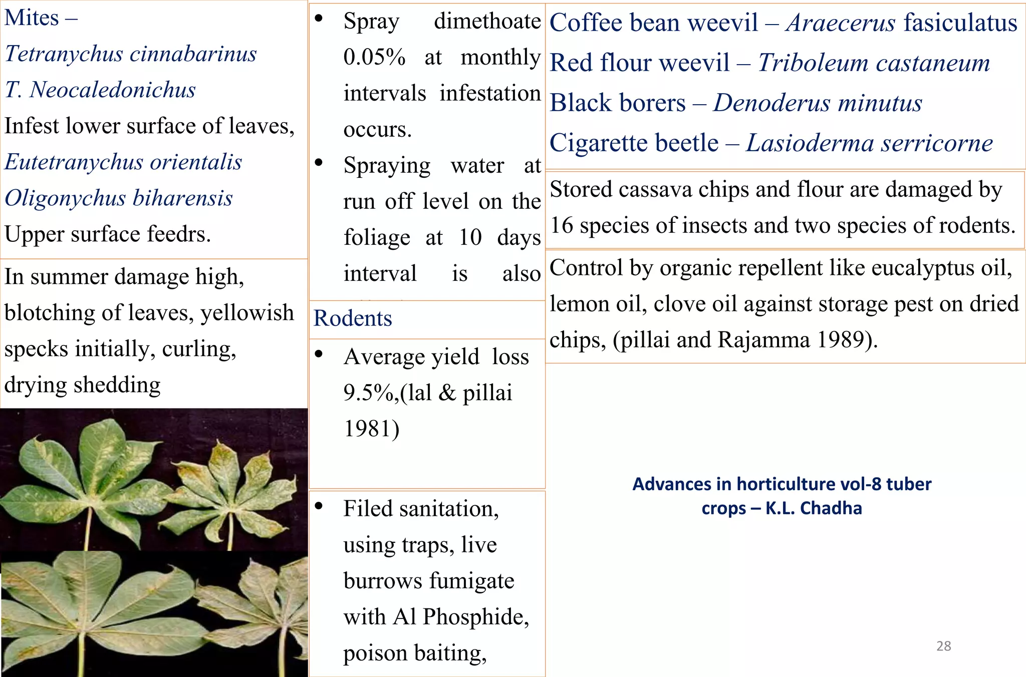 Cassava, tapioca production technology pest and disease, varieties ...