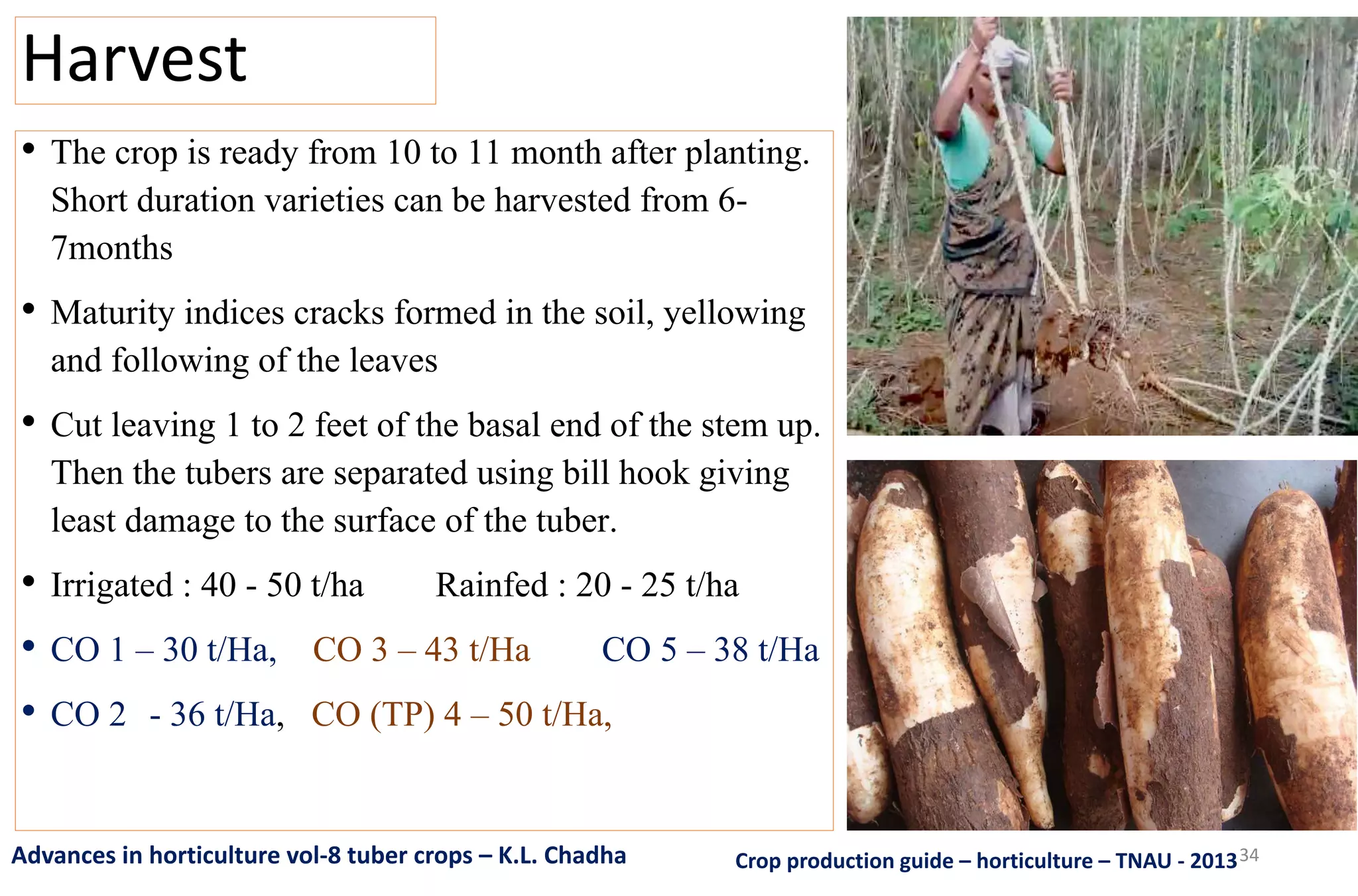 Cassava, tapioca production technology pest and disease, varieties ...