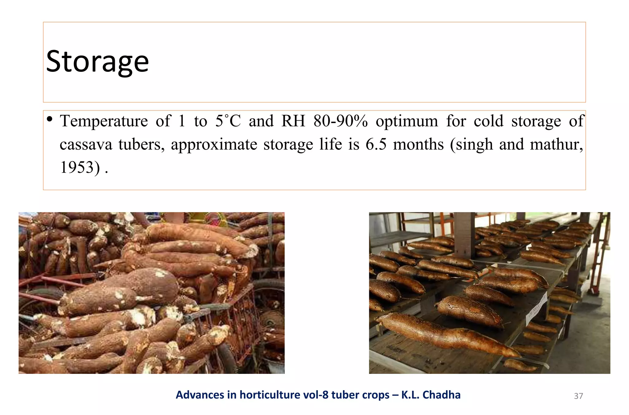 Cassava, tapioca production technology pest and disease, varieties ...