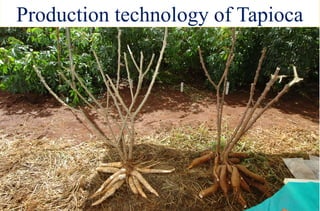 Cassava, tapioca production technology pest and disease, varieties ...