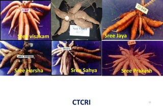 Cassava, tapioca production technology pest and disease, varieties ...