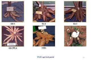 Cassava, tapioca production technology pest and disease, varieties ...