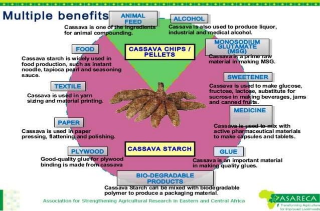 Cassava, tapioca production technology pest and disease, varieties ...
