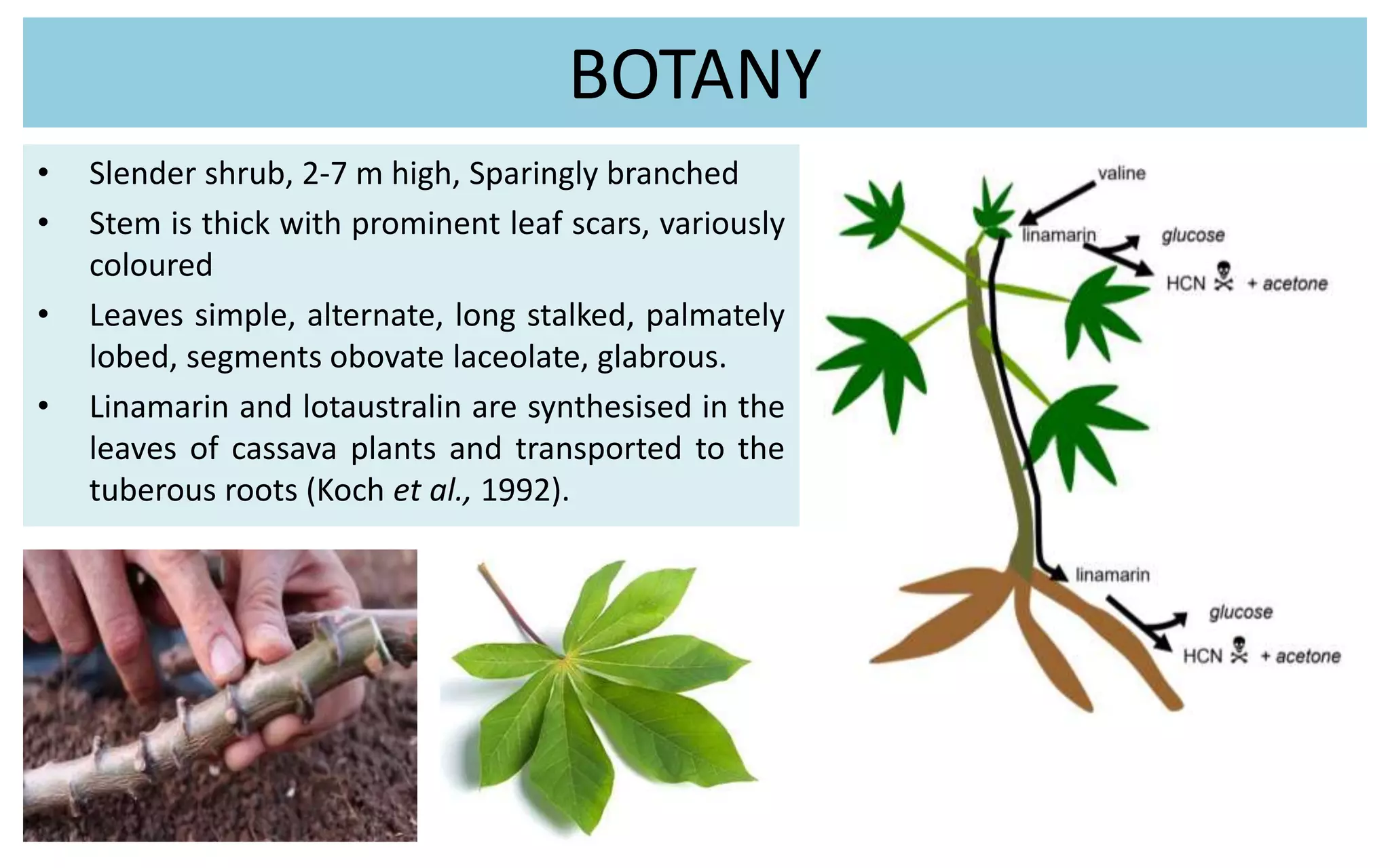 ADVANCES IN THE PRODUCTION TECHNOLOGY OF CASSAVA | PPTX
