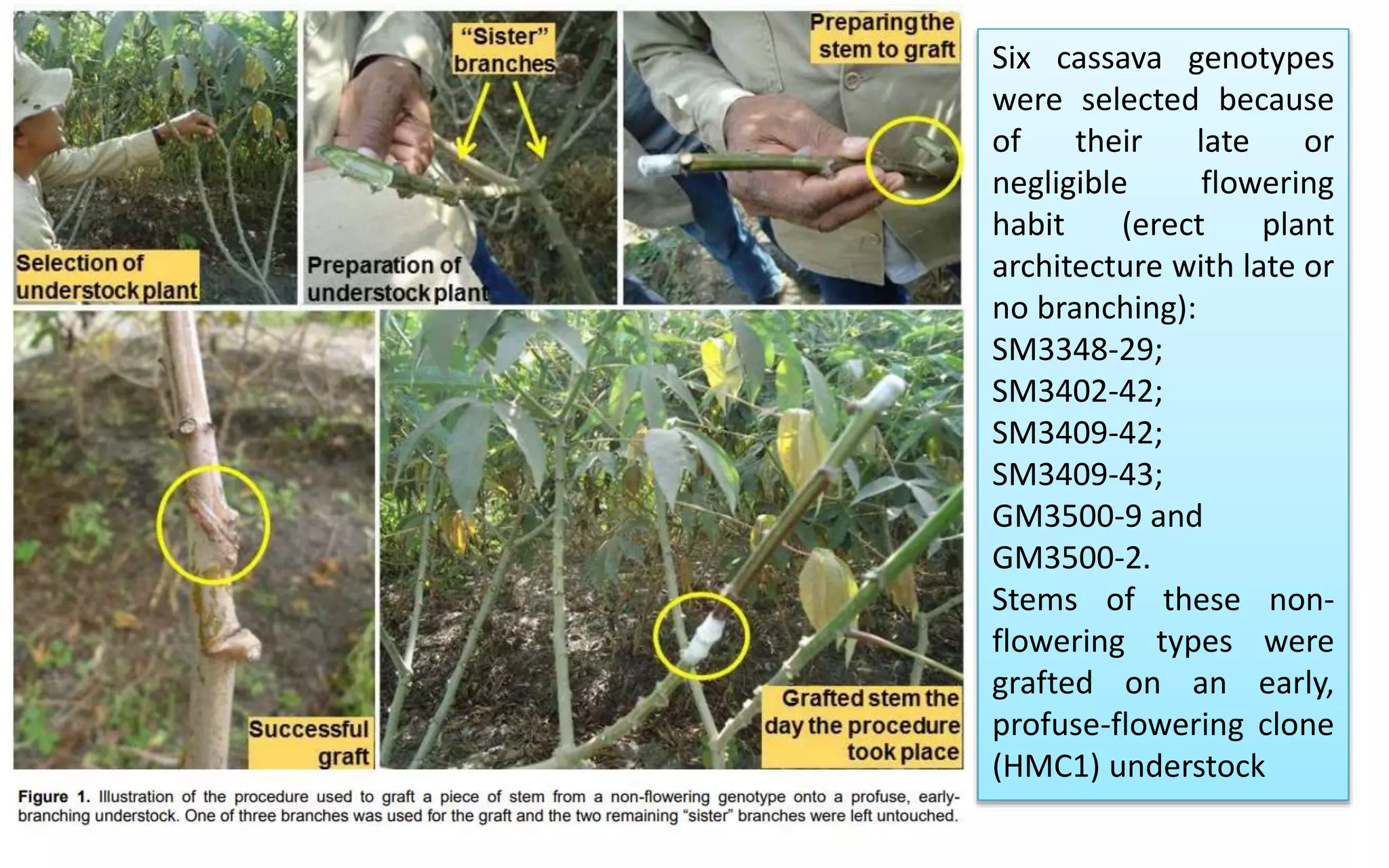 ADVANCES IN THE PRODUCTION TECHNOLOGY OF CASSAVA | PPTX