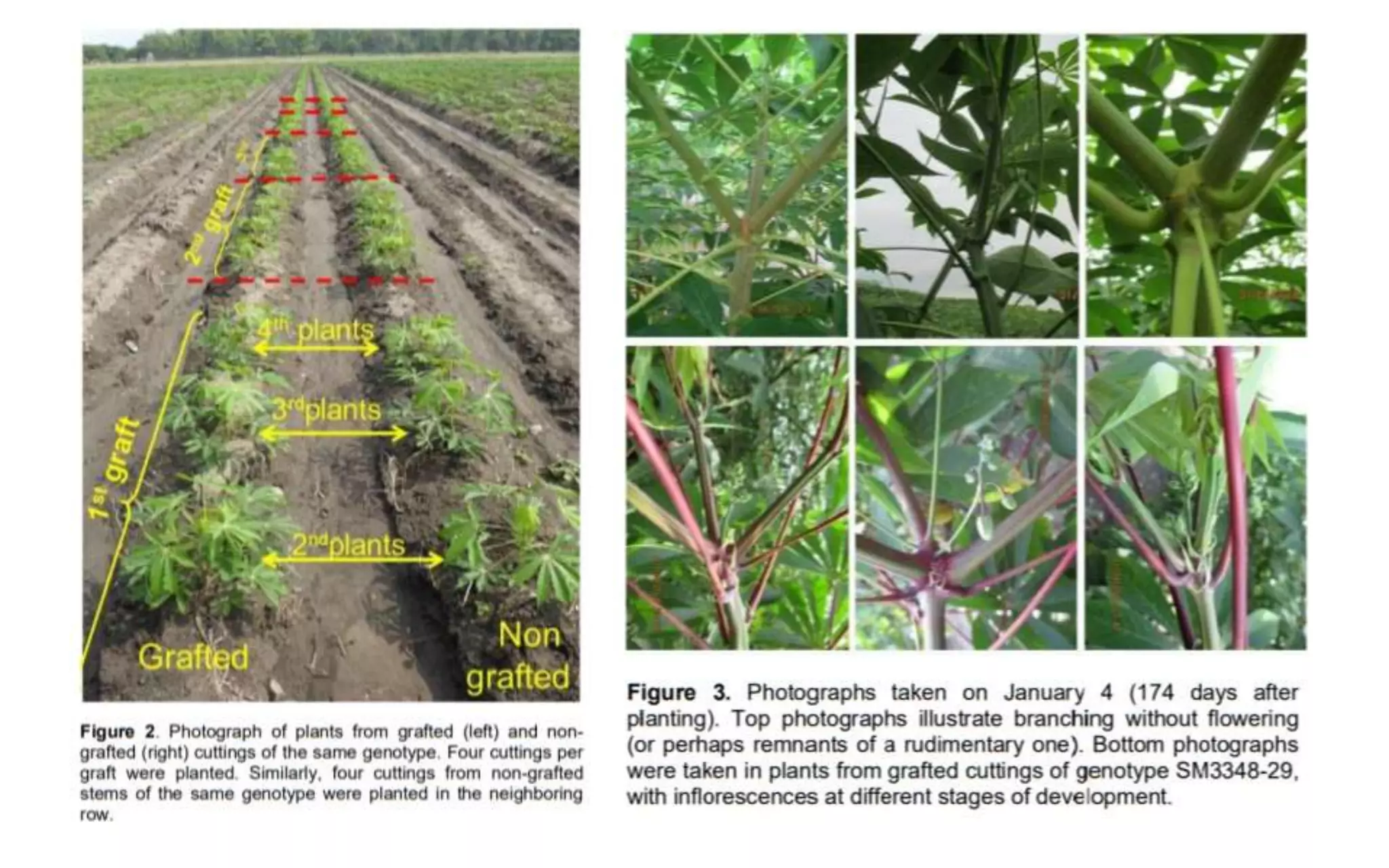 ADVANCES IN THE PRODUCTION TECHNOLOGY OF CASSAVA | PPTX