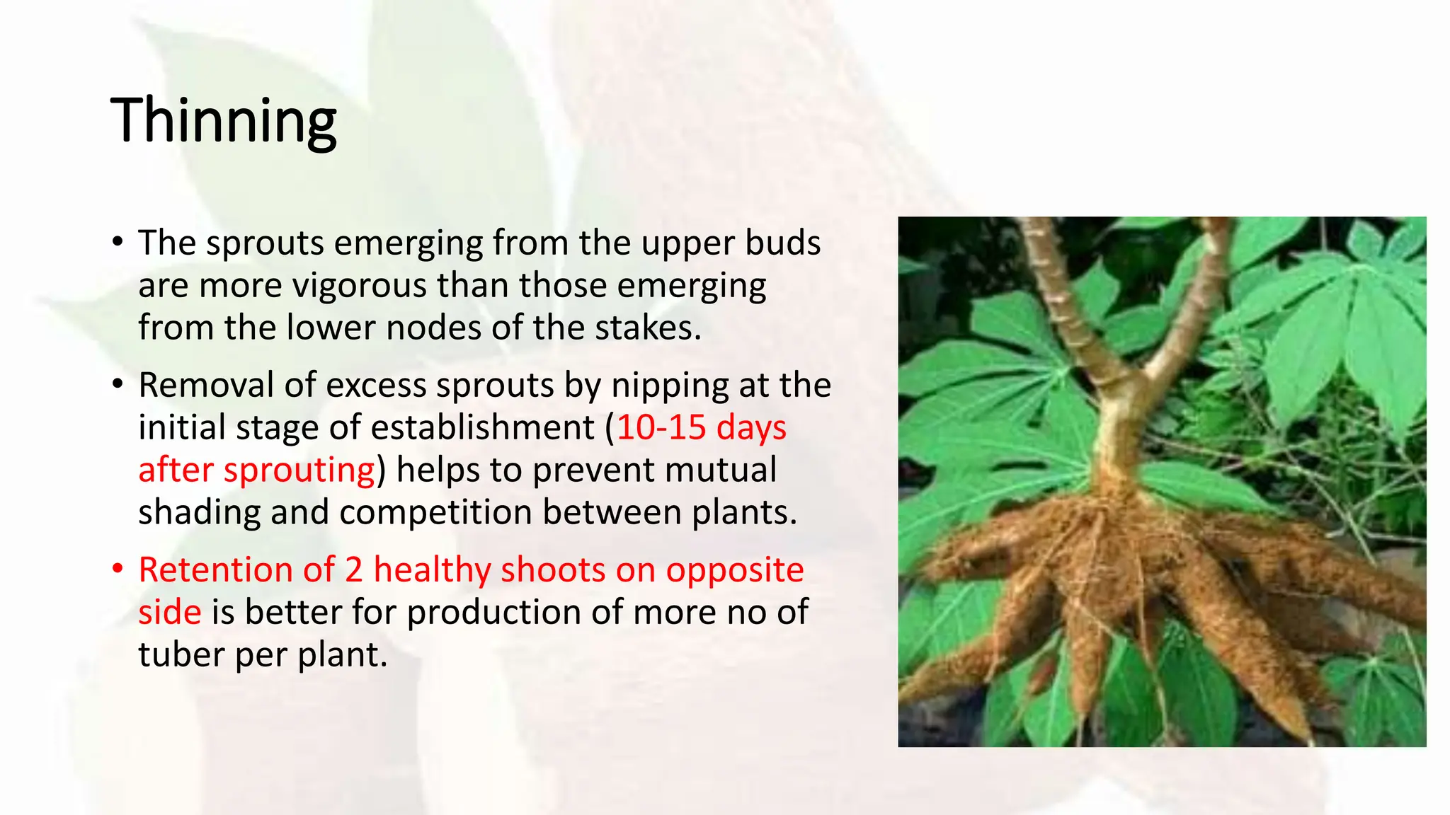 The Production technology of Cassava.pptx