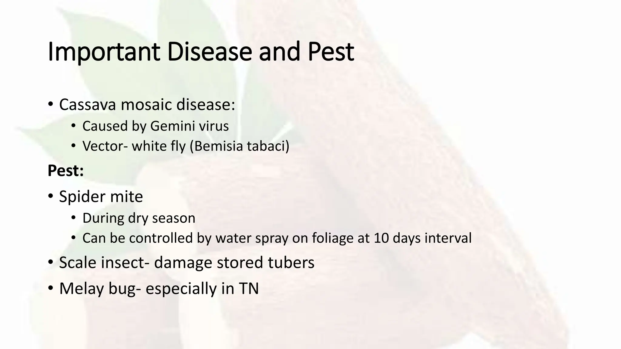 The Production technology of Cassava.pptx