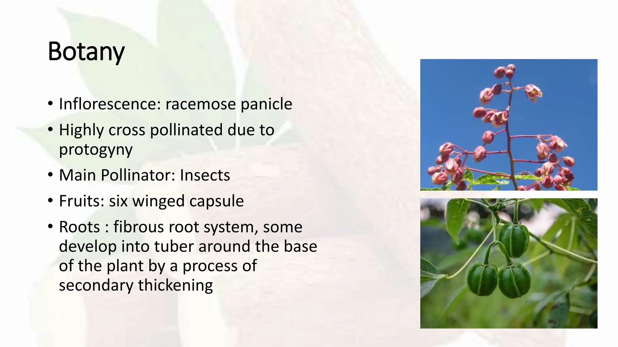 The Production technology of Cassava.pptx