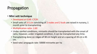 The Production technology of Cassava.pptx