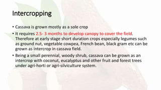 The Production technology of Cassava.pptx