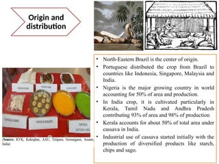 breeding of cassava power point presentation | PPTX