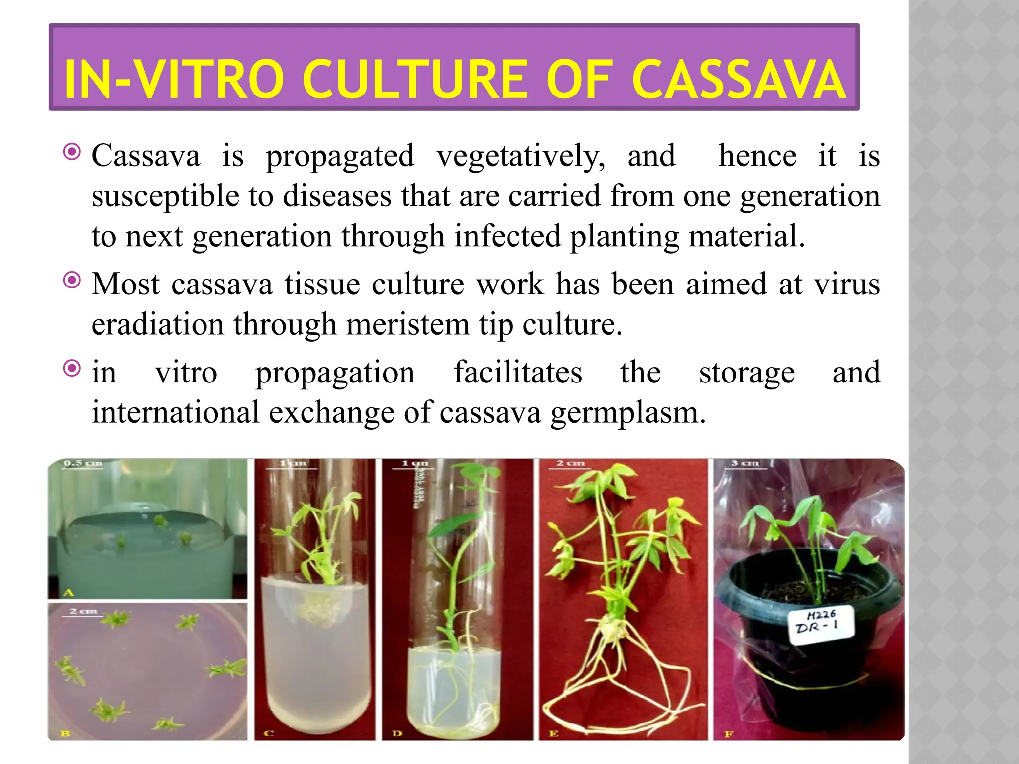 cassava.pptx power point presentation on cassava | PPTX