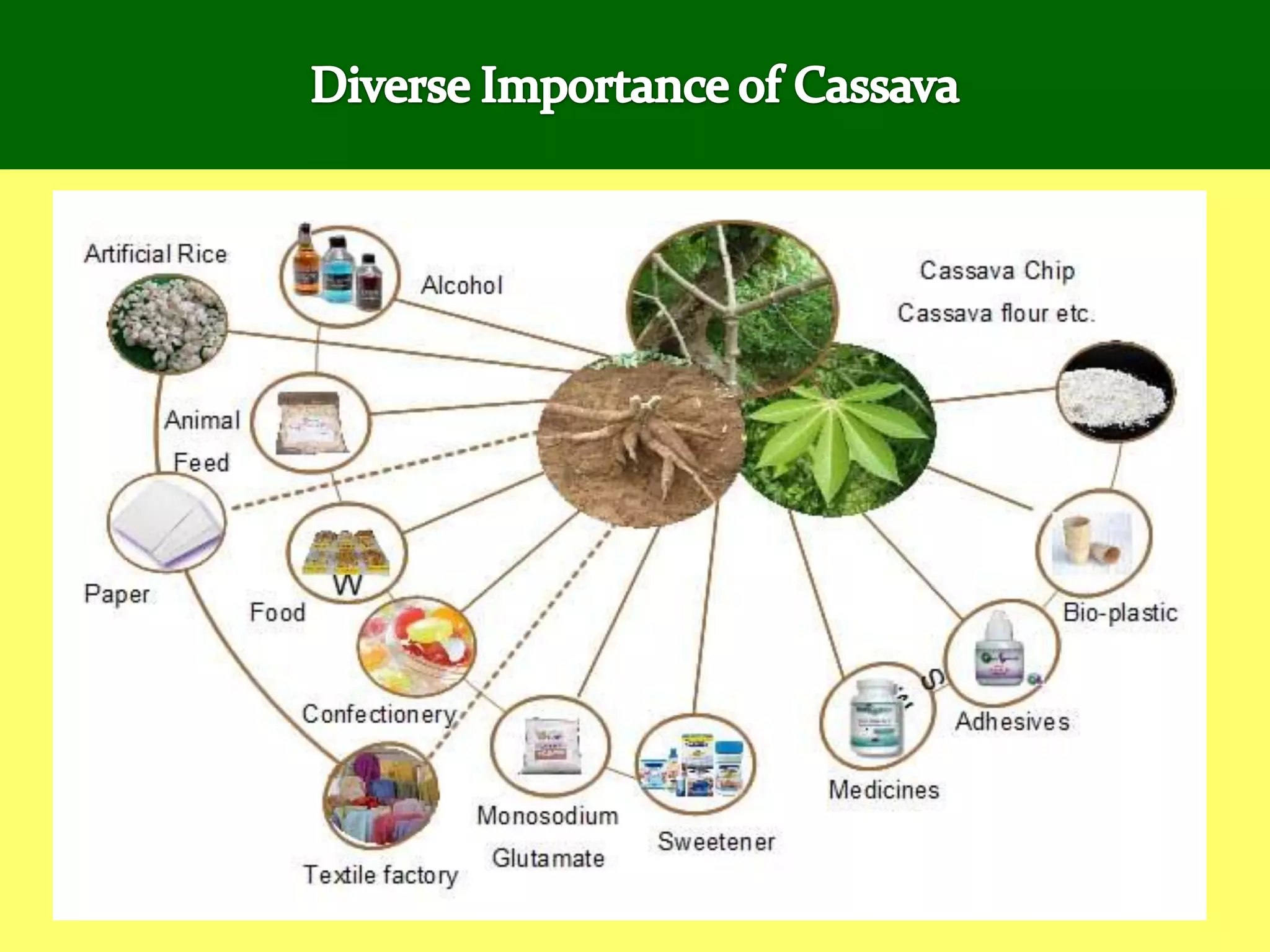 Cassava.2pdf