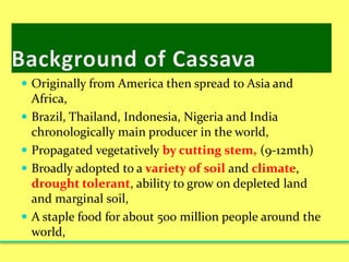 Cassava.2pdf