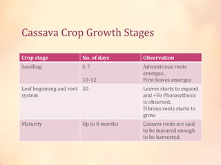 Cassava crop 1 | PPTX