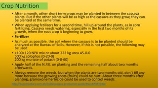 Cassava in Castilla, Sorsogon | PPTX