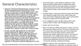 Cassava in Castilla, Sorsogon | PPTX