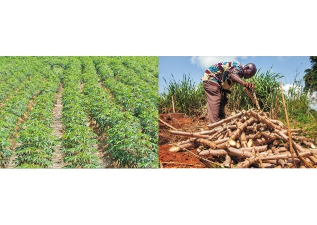 Improved Agronomic Practices For Sustainable High Yield Of Cassava In…