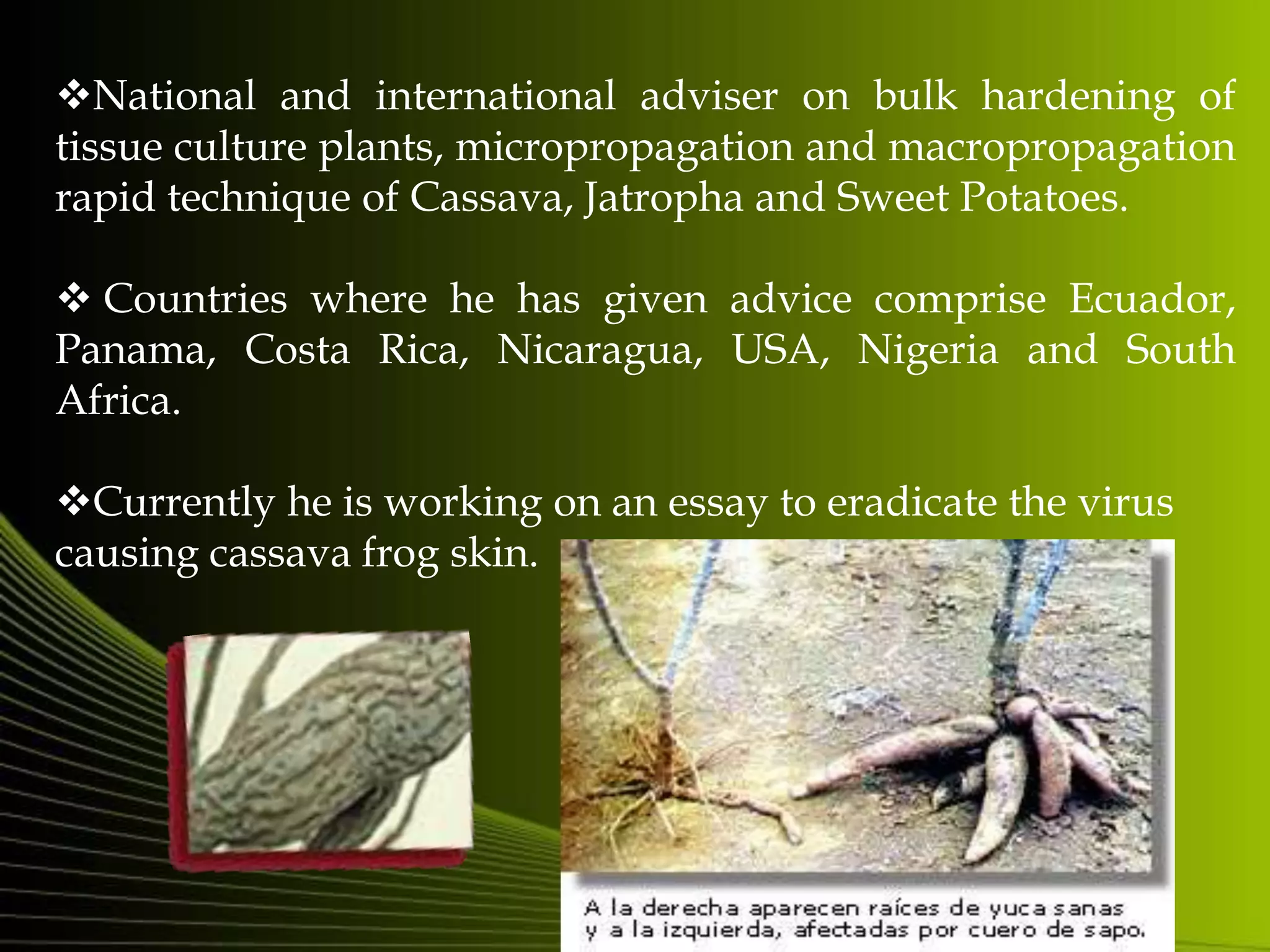 Cassava Stems multiplication www.cassabisconsulting.com