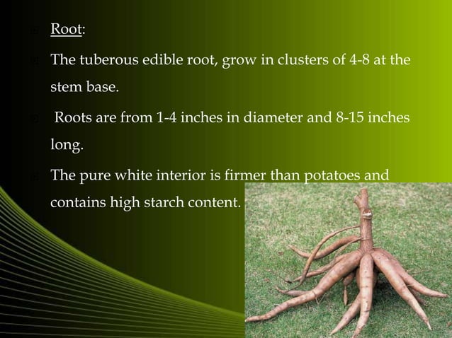 Cassava Stems multiplication www.cassabisconsulting.com