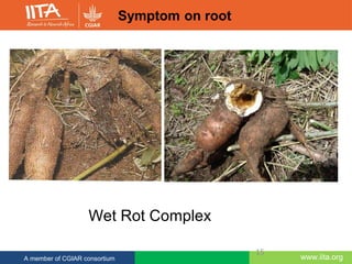 Common diseases of Cassava and diseases assessment in west Africa | PPT
