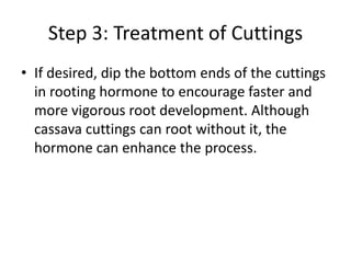 Cassava Propagation Cas sava Propagation | PPTX