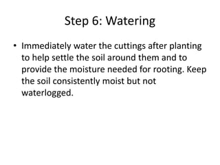 Cassava Propagation Cas sava Propagation | PPTX