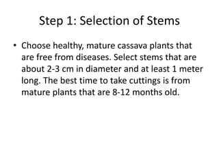 Cassava Propagation Cas sava Propagation | PPTX