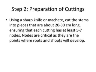 Cassava Propagation Cas sava Propagation | PPTX