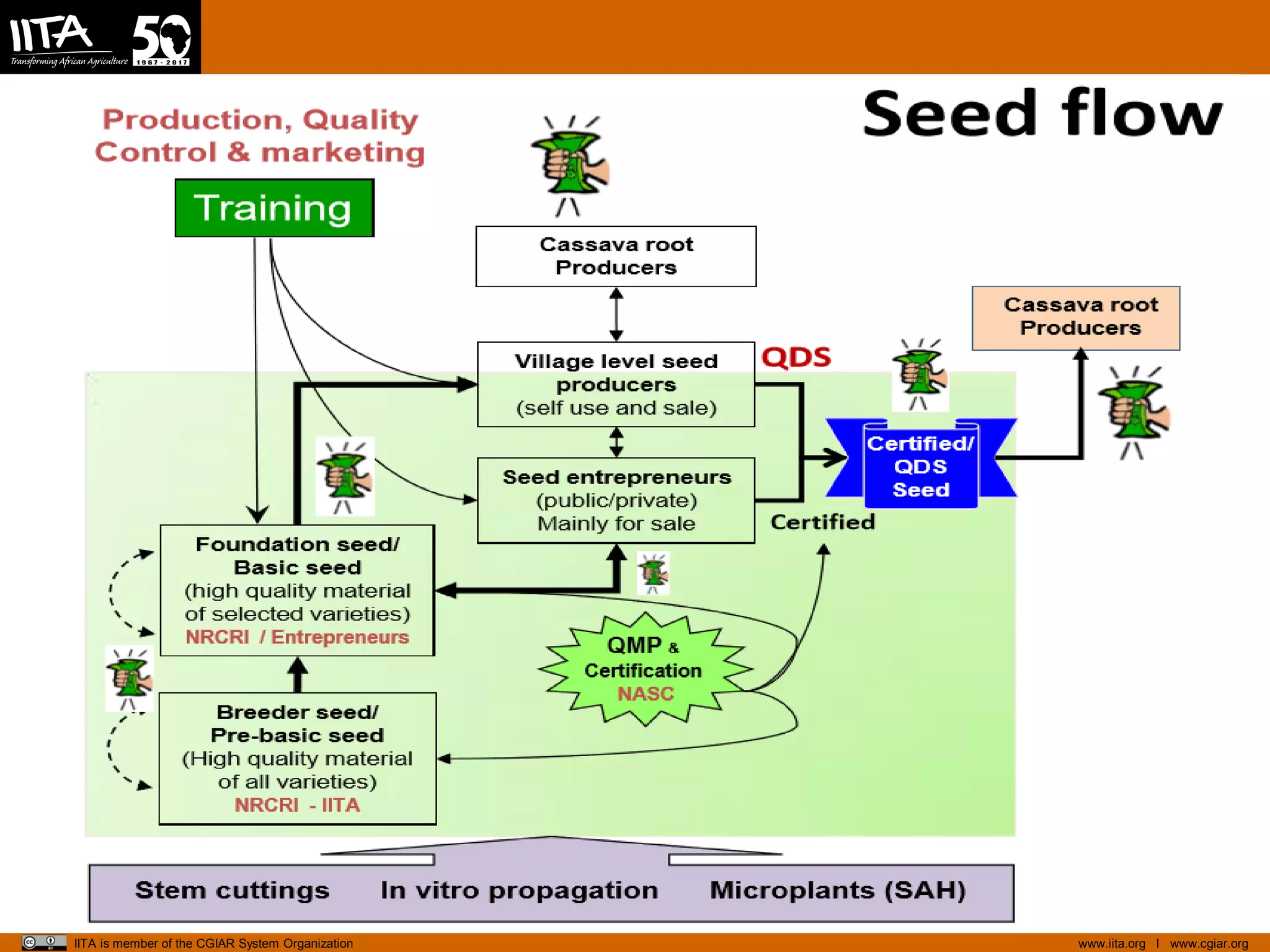 My vision and plan to manage cassava breeders seed and foundation seed ...