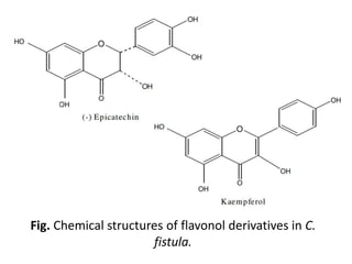 cassia-fistula-by-maheshwor-yadav-191130112604.pdf