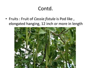 Cassia Fistula Fruit