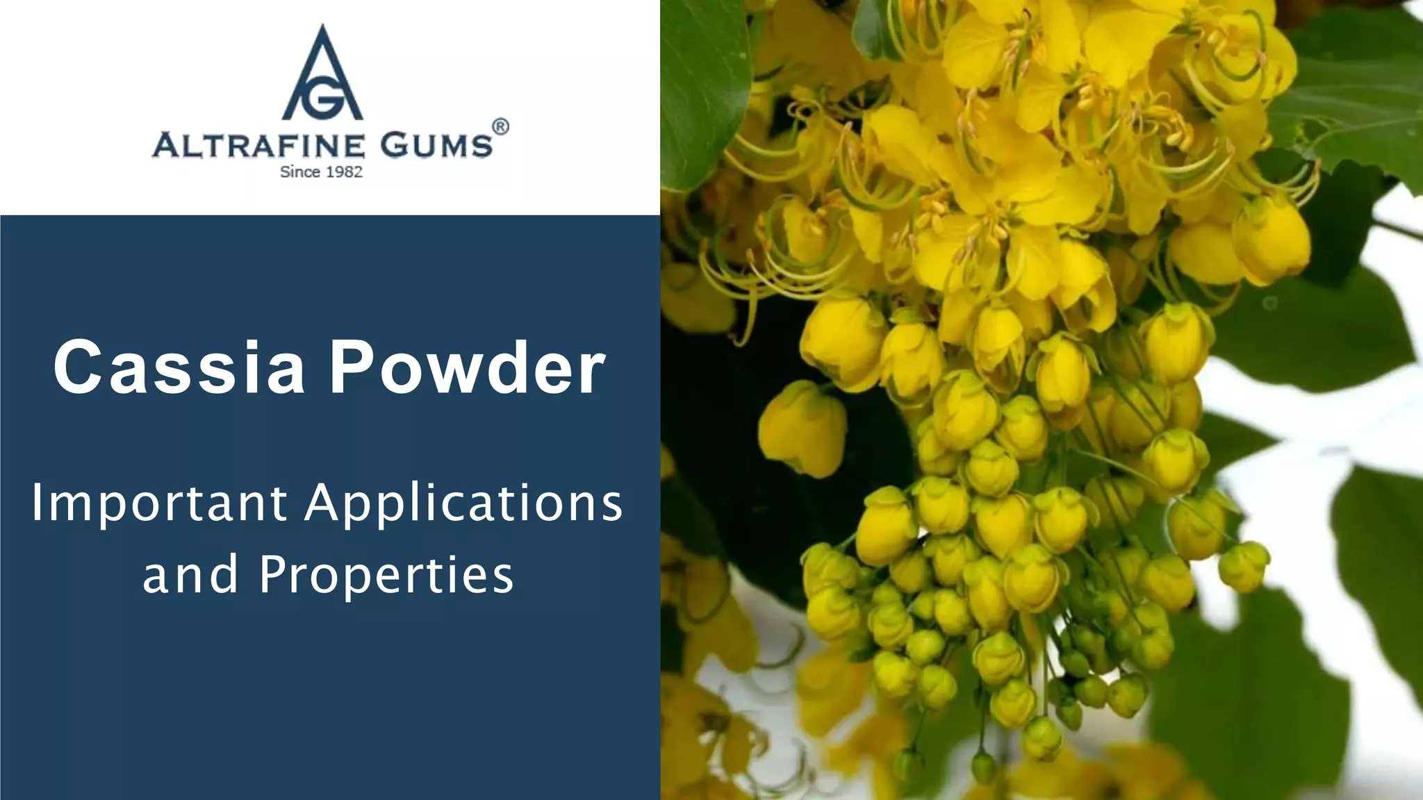 Cassia Powder Important Applications and Properties.pptx