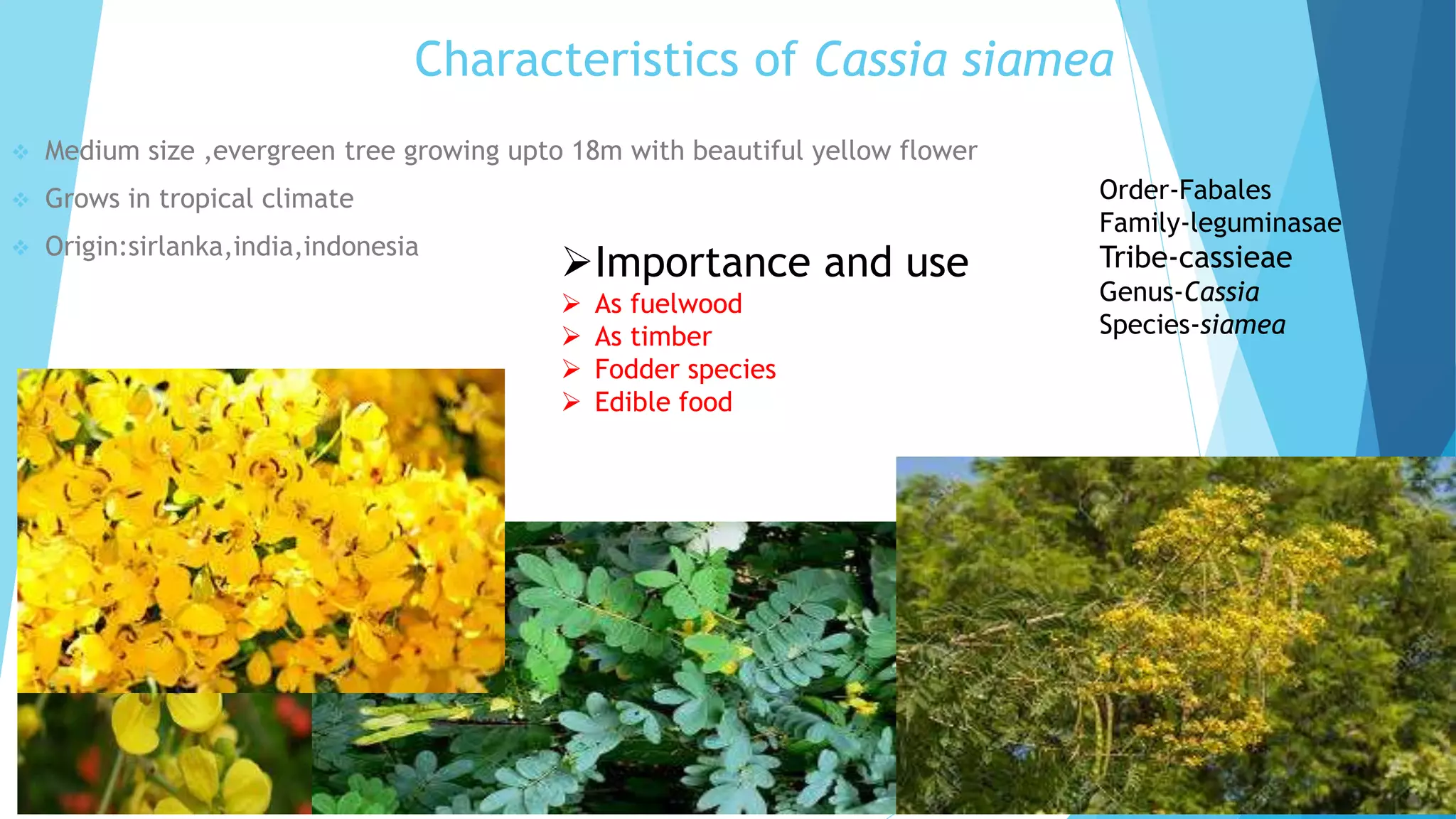 Cassia siamea | PPTX