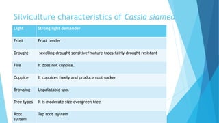 Cassia siamea | PPTX