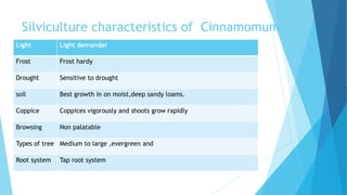 Cassia siamea | PPTX