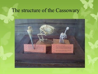 Cassowary | PPT