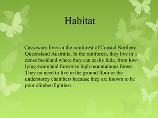 Cassowary | PPT
