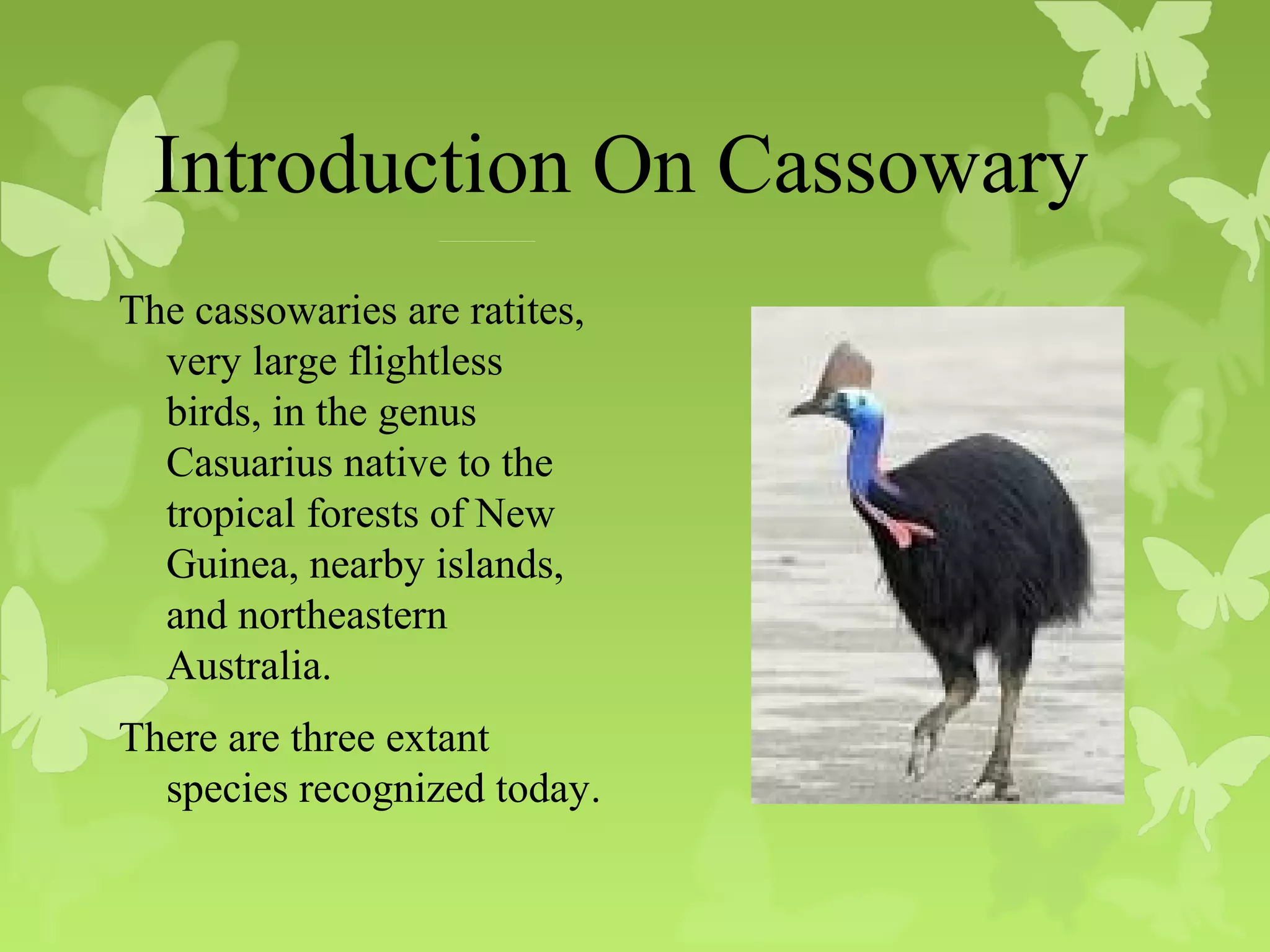 Cassowary | PPT