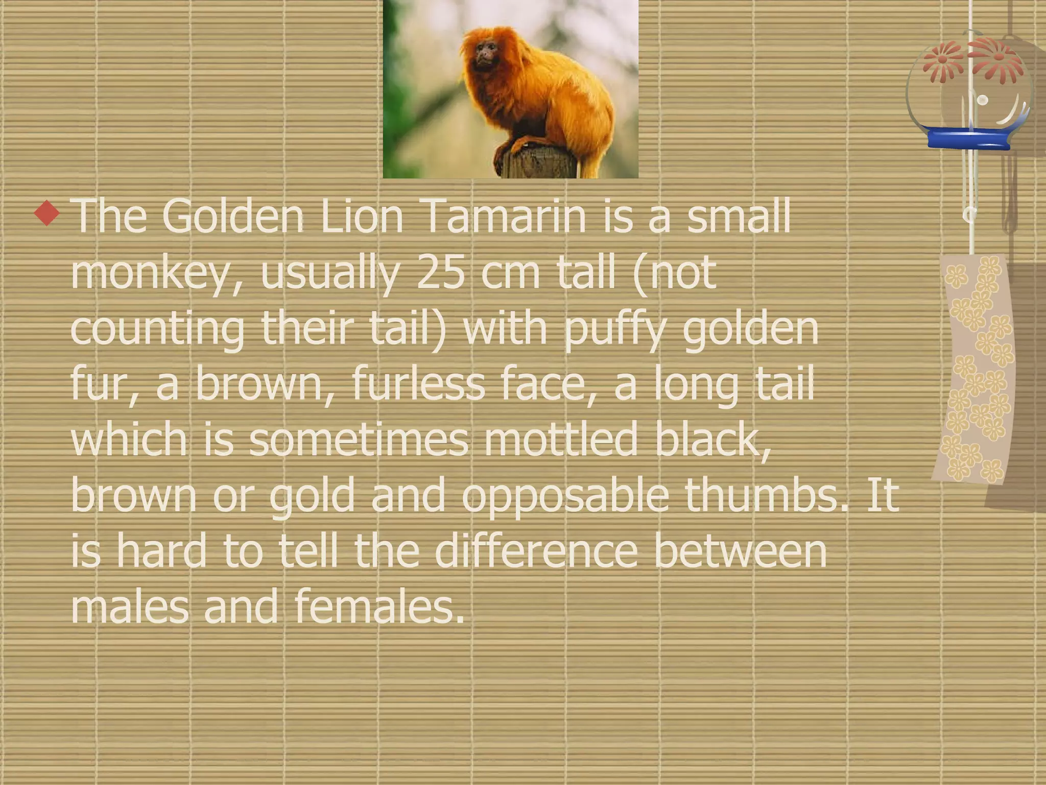 Cass t the golden lion tamarin | PPT