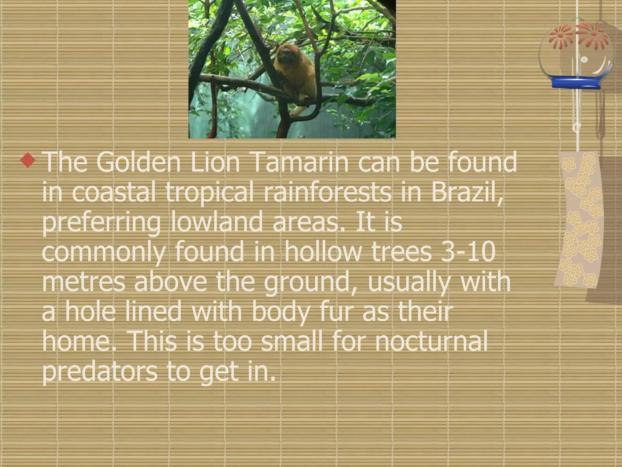 Cass t the golden lion tamarin | PPT