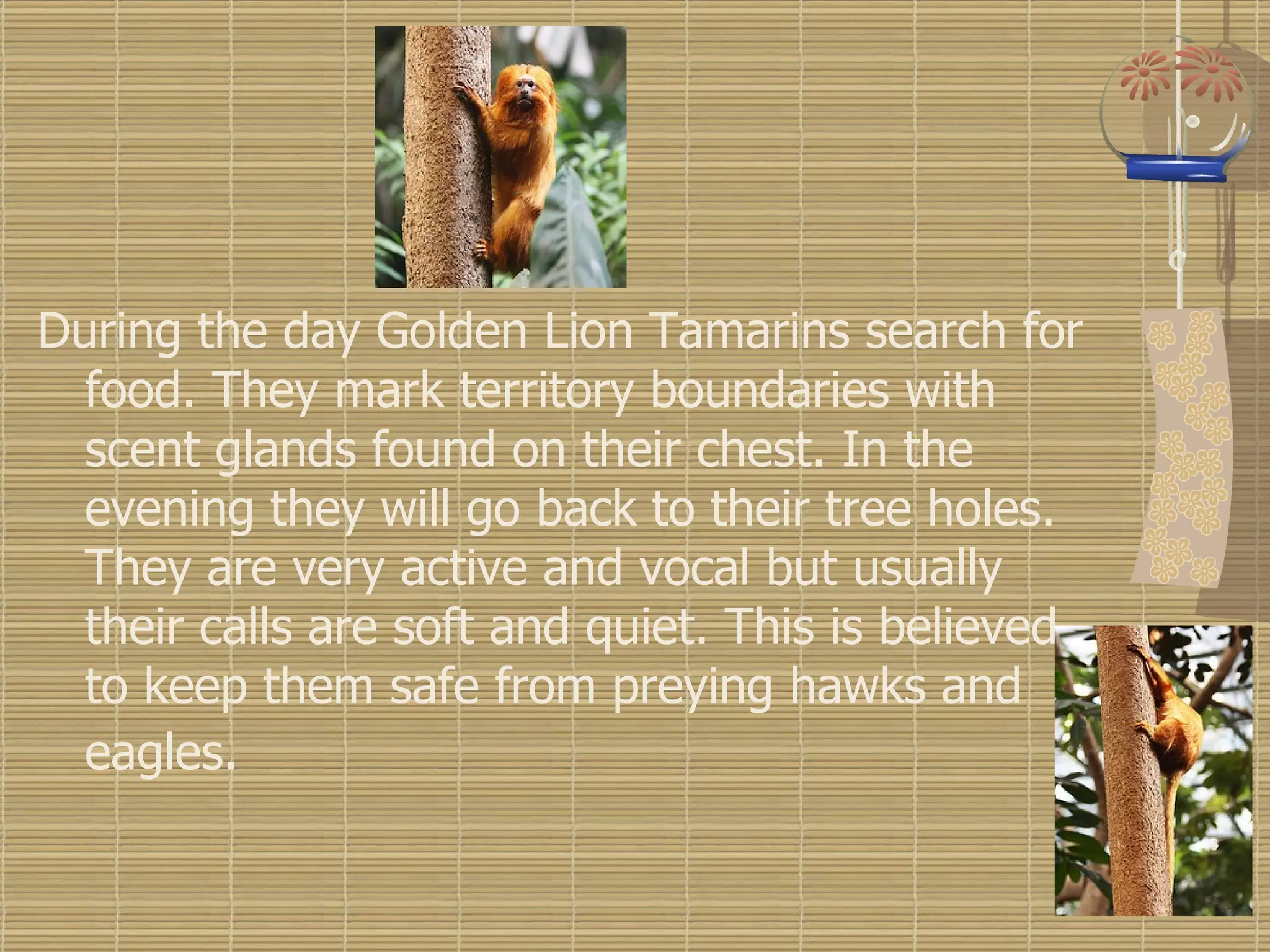 Cass t the golden lion tamarin | PPT
