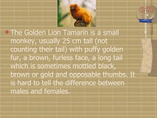 Cass t the golden lion tamarin | PPT