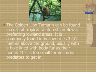 Cass t the golden lion tamarin | PPT