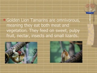 Cass t the golden lion tamarin | PPT