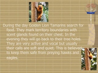 Cass t the golden lion tamarin | PPT